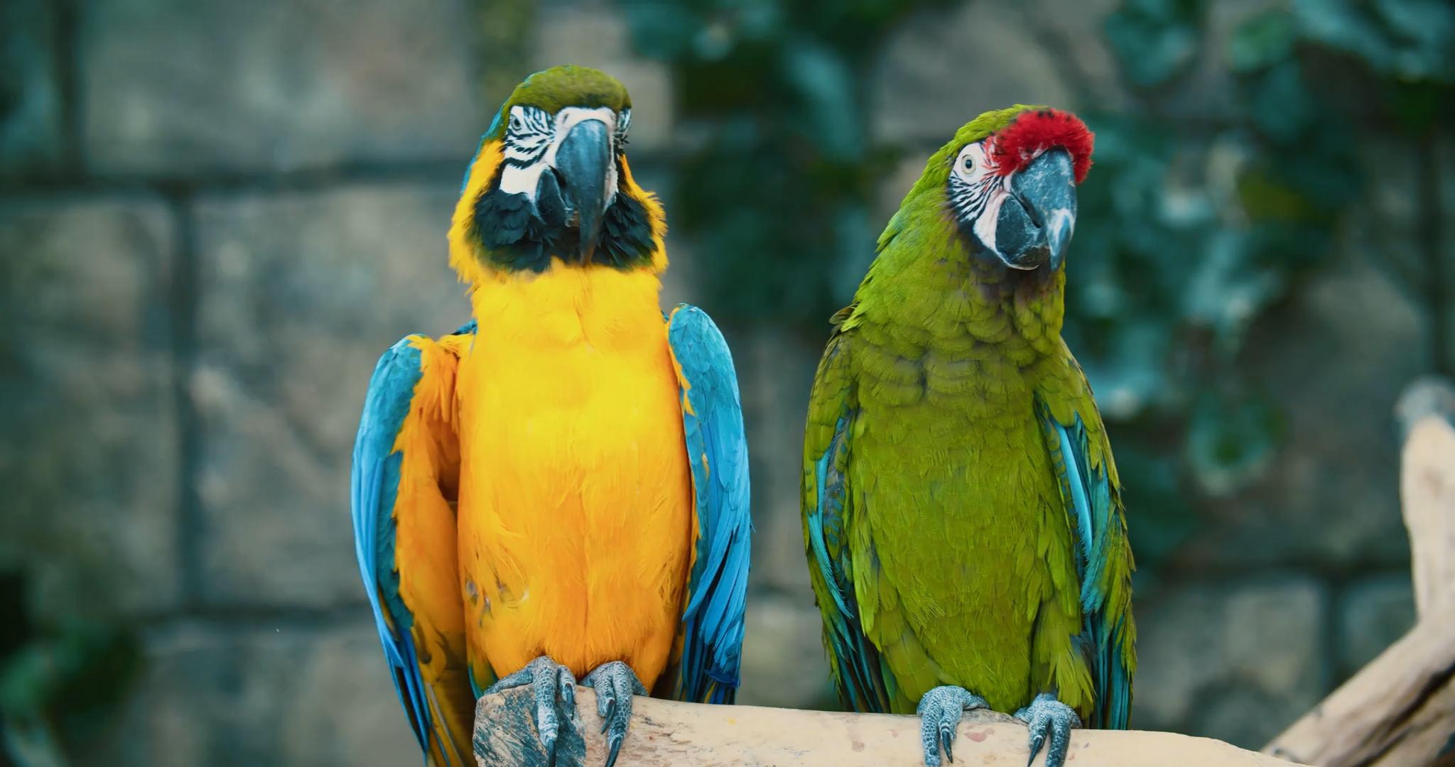 Municipalidad Distrital de Megantoni